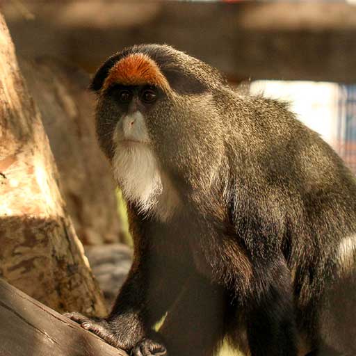 Explore - Hemker Zoo