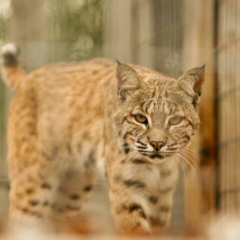 Fall Zoo Fest - Hemker Zoo