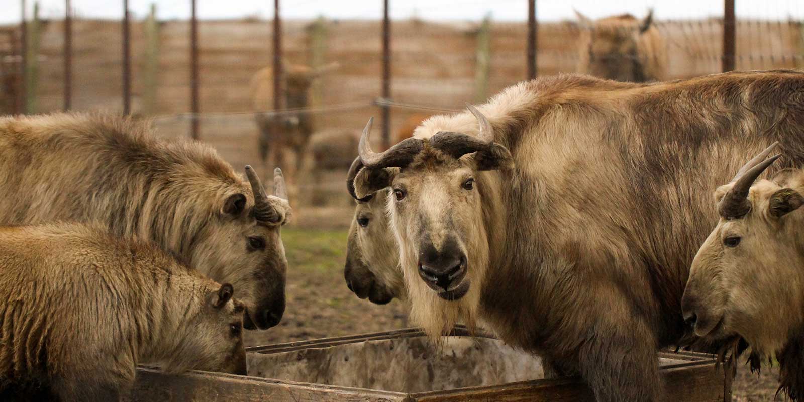 Sponsor an Animal - Hemker Zoo