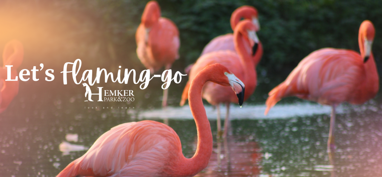 Exploring the Wonders of Hemker Park & Zoo: A New Season Begins ...